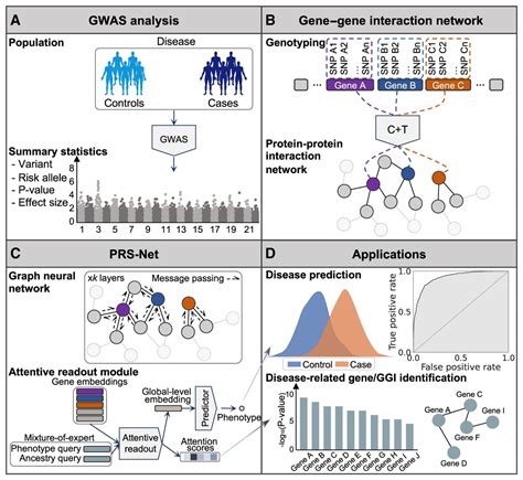 Modeling Gene Interactions In Polygenic Prediction Via Geometric Deep Learning