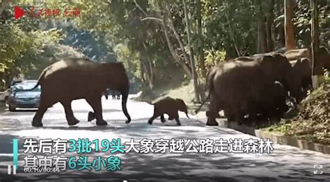 大年初一象出没！网友：过年走亲戚呗穿越公路景区