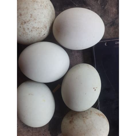 Jual Telur Bebek Gred A Super Big Konsumsi Shopee Indonesia