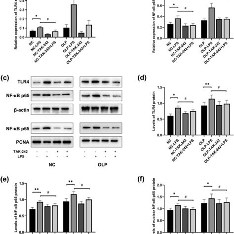 The E Coli Lpstlr4nf κb Signaling Pathway Was Activated In T Cells