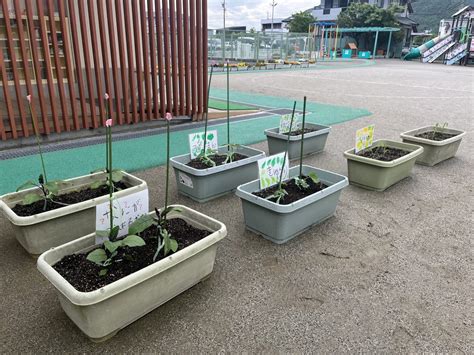 夏野菜を植えました ブログ社会福祉法人舟伏 岐阜市