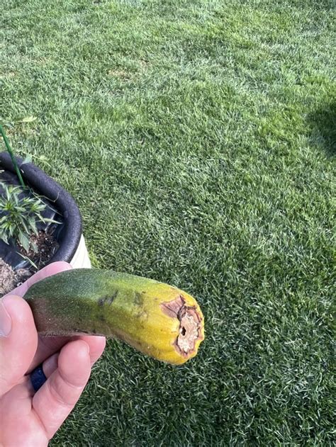 Whats Happening To My Zucchini Is This Fixable Rgardening