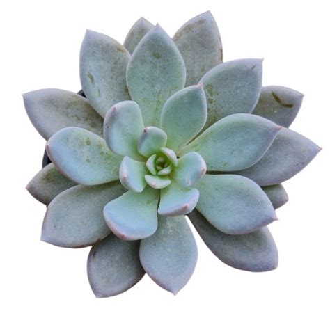 Suculenta Echeveria Lulu Pote 6 Verde Amor Jardinagem