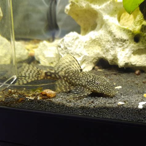 Trying To Sex Plecos Rpleco