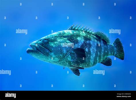 Giant Saltwater Fish