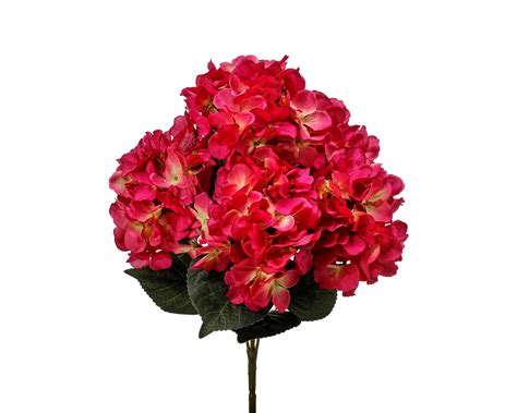 18 Hydrangea Bush X5 Fuchsia Cmc