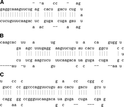 Stem Loop Structure Of Pre MiR Family A Pre MiR A B