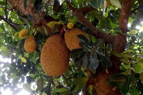 Jaca A Fruta ‘queridinha Dos Veganos A Lavoura