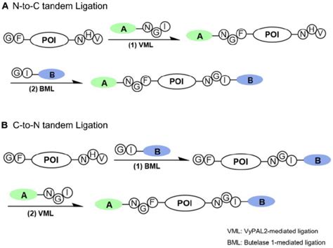 Bi Directional Dual Protein Labeling By Bio Orthogonal Tandem Ligation Download Scientific