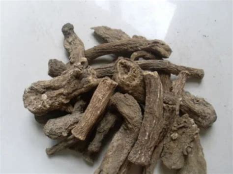 Costus Root Extract at best price in Mandi by Natural Biotech Products ...