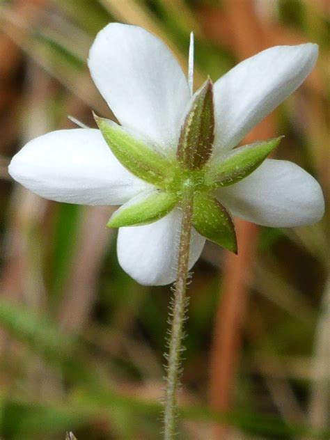 Photographs Of Sagina Nodosa UK Wildflowers Hairy Sepals