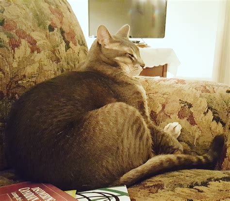 Dat Ass R Cats