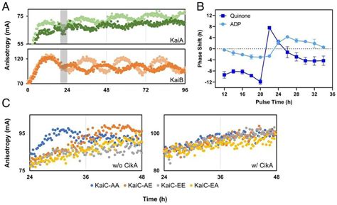 Synchronization Of The Circadian Clock To The Environment Tracked In