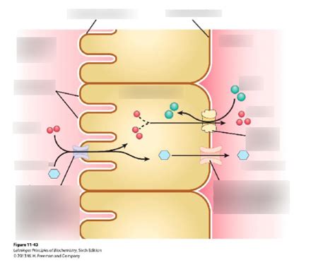 Glucose Sodium Cotransporter Diagram