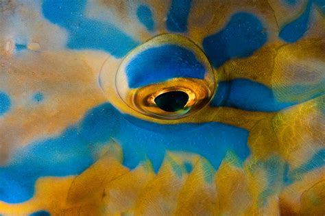 Exclusive Luxury Custom Aquariums And Ponds Design By Okeanos