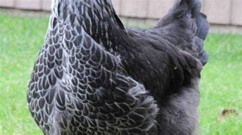 Silver Sussex Pen Y Bryn Poultry