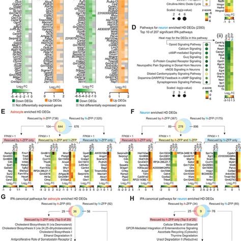 cell autonomous and non cell autonomous effects of striatal mhtt