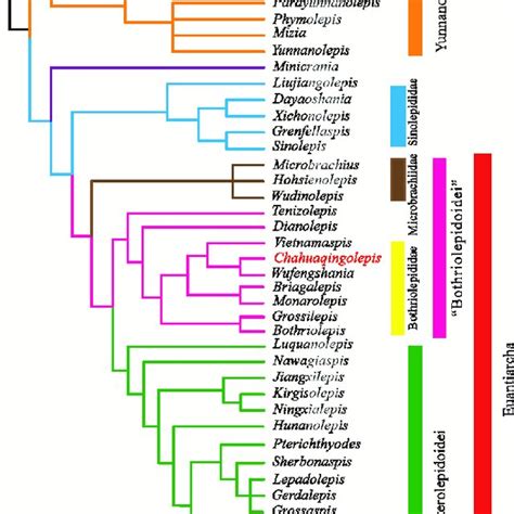 The Result Of Phylogenetic Analysis A Strict Consensus Tree Of The Download Scientific