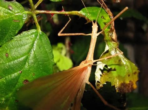Stick And Leaf Insects Masters Of Disguise Nature Roamer