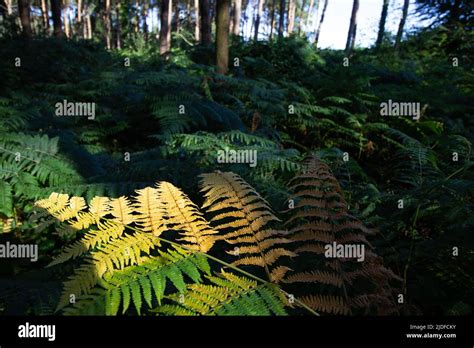 Pine Trees With Green Gold And Yellow Ferns On The Forest Floor With