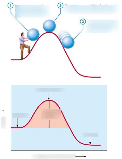 Activation Energy Diagram Quizlet