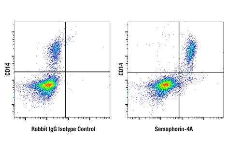 Semaphorin 4a E5n3k Rabbit Mab Cell Signaling Technology