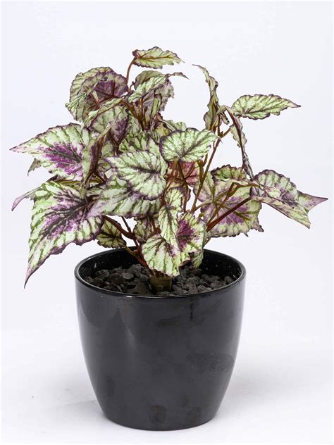 Rex Begonia Small Plants And Pots Distinctive Spaces