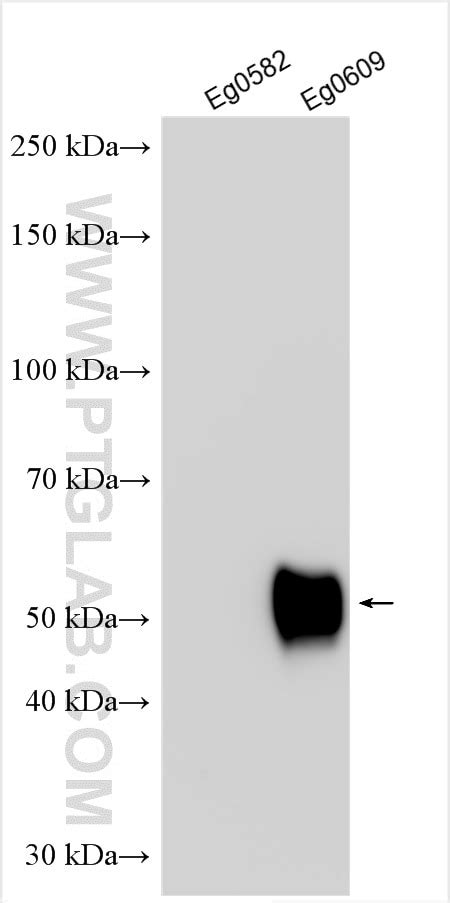 Fc Tag Antibody 28108 1 Ap Proteintech
