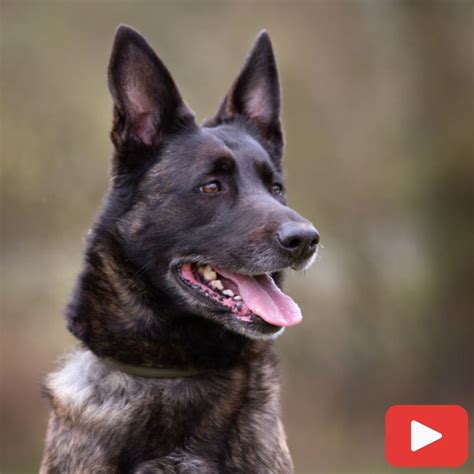 Xaja Dierenasiel Zwolle