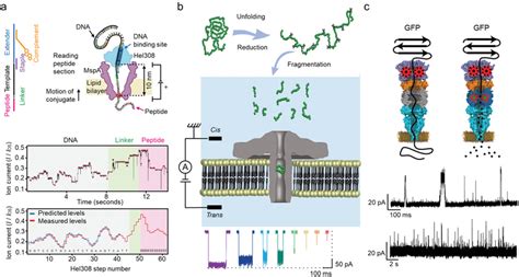 Protein Sequencing Based On A Nanopore A Schematic Of Peptide