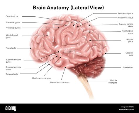Les Droits De Lanatomie Du Cerveau Vue Latérale Photo Stock Alamy