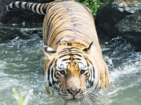 Tiger Spotted Inside University In Bhopal