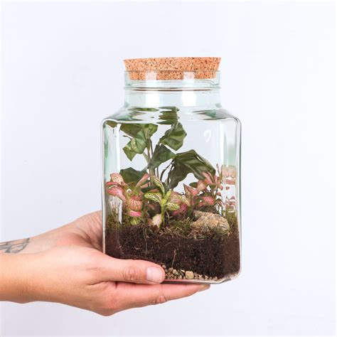 Terrarium Quadratisch Flaschengarten S Online Kaufen Plantsome