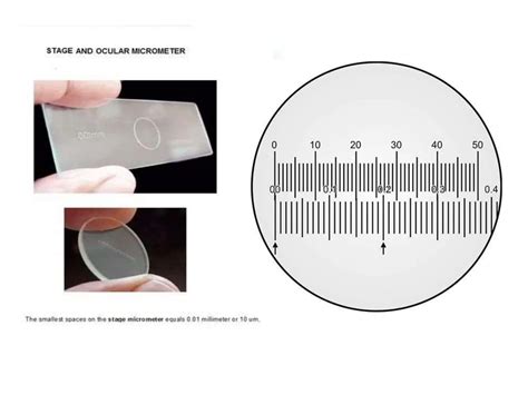 Microscope Uses Types Simple Microscope And Compound Microscope Ppt