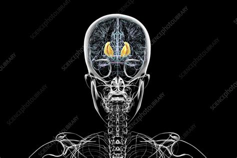 Internal Capsule In Human Brain Illustration Stock Image F0439884
