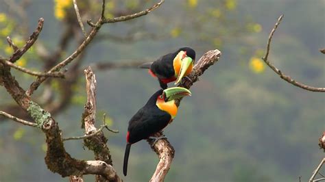 Prime Video In The Americas With David Yetman