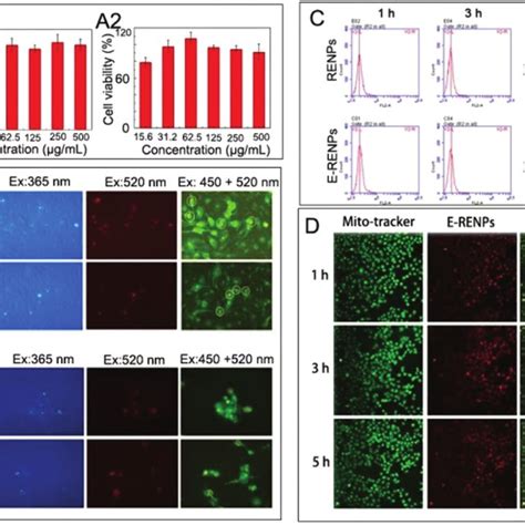 Cell Viability Of A1 A549 And A2 Beas 2b Cell Lines Co Incubated