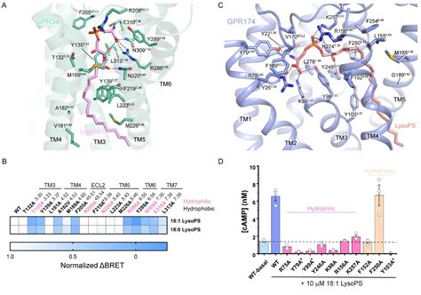 Figure 3 From Structural Basis For Ligand Recognition And Signaling Of
