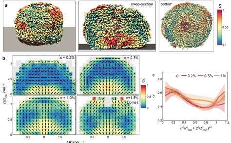 3d spatial variation in cell orientations and ordering in dome shaped