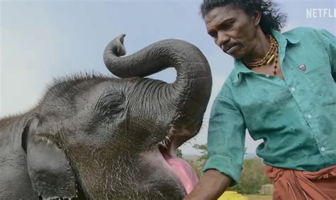 Indias The Elephant Whisperers Movie Wins Oscar In Best Documentary
