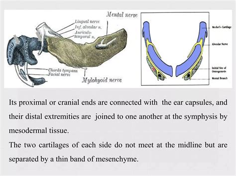 Development Of Mandible Pptx