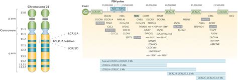 Updated Clinical Practice Recommendations For Managing Adults With 22q112 Deletion Syndrome