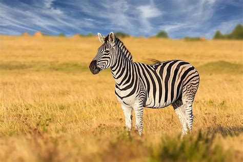 What Do Zebras Eat Worldatlas