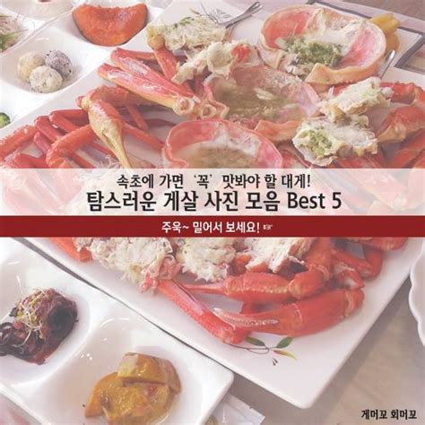 속초 게머꼬 회머꼬 우와~ 이거 완전 게판이다 속초 게판 사진 모음 게드립 ㅋㅋ