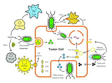 Main Advantages In Cancer Treatment Of Salmonella Typhimurium St Tends