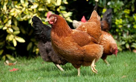 Why Birds Dont Have Penises And How It Could Offer Clues To Help