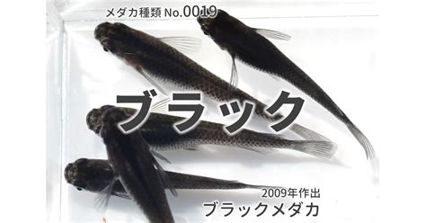 ブラックメダカとは 改良メダカweb図鑑no0019 ブラック メダカの品種 改良メダカweb図鑑