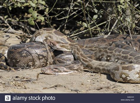 Python Molurus India High Resolution Stock Photography And Images Alamy