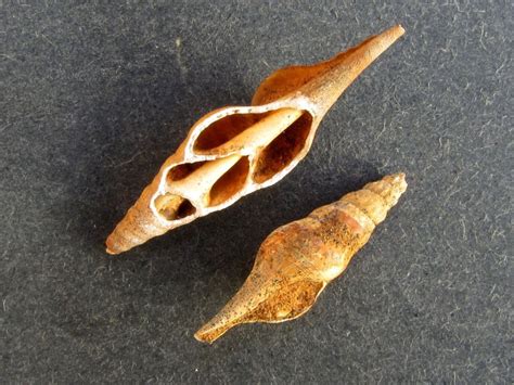 Gemmula Sp Weinkauff 1875 Molluscs The Fossil Forum