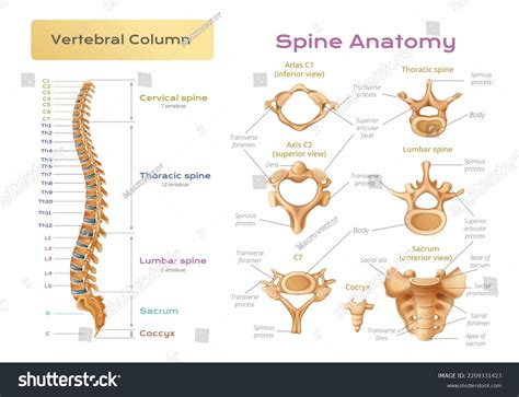 Vertebrae Spinal Cord Anatomy Infographics Scientific Stock Vector